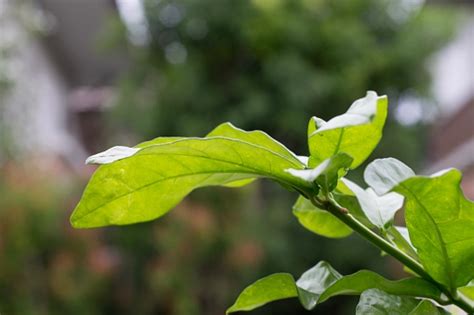 정원에서 나무 모호한 Bokeh 배경에 녹색 잎을 닫습니다 자연 또는 자연 작품 이미지 벽지 또는 배경을 사용 하 여 0명에 대한 스톡 사진 및 기타 이미지 Istock