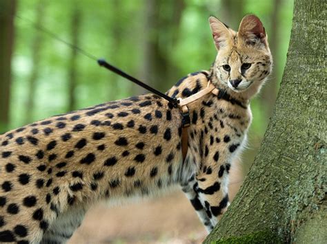Serval Savannah Cat Cat Breeds Savannah Chat