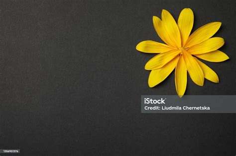 검은 색 배경에 신선한 노란색 해바라기 꽃잎 평평한 평지 텍스트 공간 0명에 대한 스톡 사진 및 기타 이미지 0명 검은색 계절 Istock
