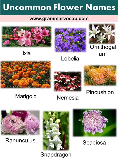 Uncommon Flower Names Grammarvocab