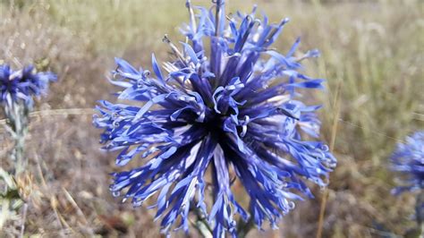 Echinops Microcephalus Sm Osogovo Nature