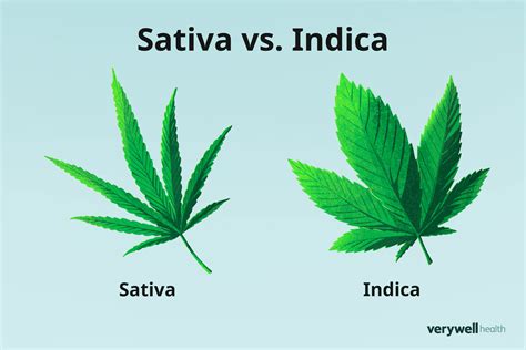 Cannabis Sativa Leaf