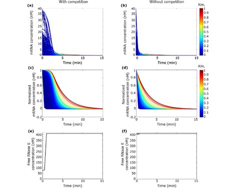 Numerical Simulation Of Mrna Degradation Kinetics In Isolated And