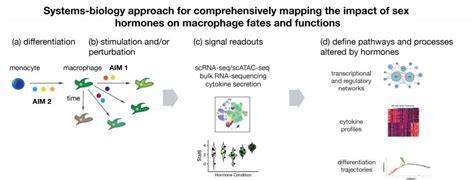 Mapping The Impact Of Sex Hormones On Macrophage Fates And Functions