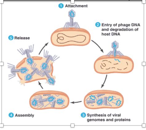 Chapter 6 Genetic Mapping And Analysis In Bacteria And Bacteriophages Flashcards Quizlet