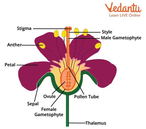 Structure Of Flower Cl 10 Diagram Pdf Free Download