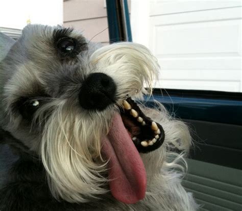 Things That Make Schnauzers Happy
