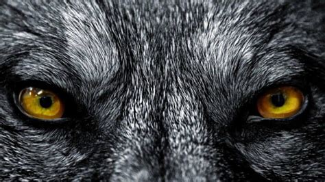 Wolf Hd Wallpapers Pixelstalk