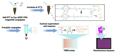 Scheme 4 Schematic Representation Of The Disulfide Bond Reduction And