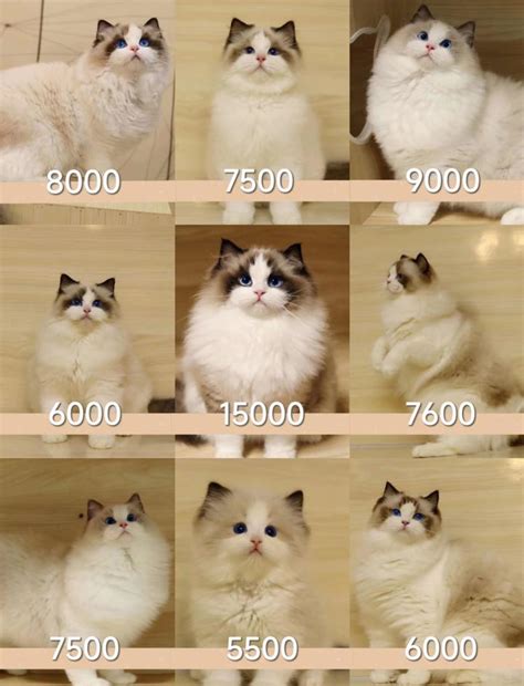 布偶猫价格一般多少？学会看品质让你少花冤枉钱 知乎