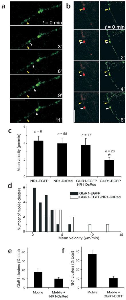 Glur1 Clusters Were Less Mobile Than Nr1 Clusterscortical Neurons 3−4