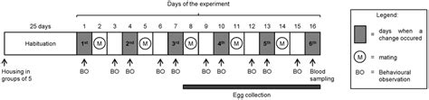 Timing Of The Experiment On Females Download Scientific Diagram