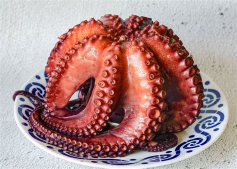 ¿que Es El Pulpo ¿qué Comen Los Pulpo Su Alimentación Hwdfjp