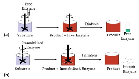 Aandb Schematic Diagram Of Free And Immobilized Enzyme Reactions A Download Scientific