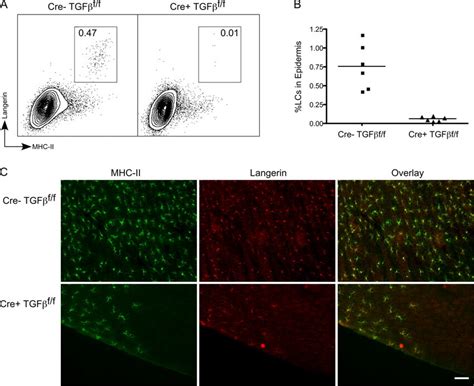 Steady state LC development requires LC derived TGFβ A A Download Scientific Diagram