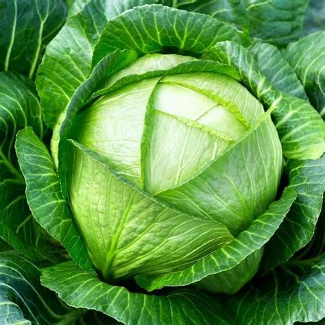 A Grade Green Cabbage At ₹ 35kg कैबेज In Patna Id 2855889201297