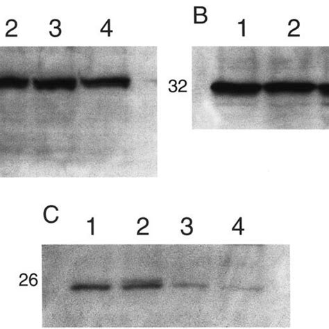 Western Blot Analysis Of Procaspase 8 Procaspase 3 And Bcl 2 Levels In