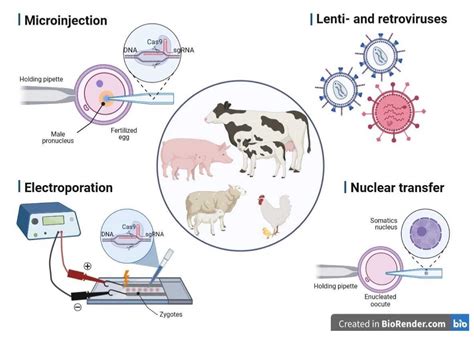 Genetic Engineering Process Flow Chart A Novel Optimization Method On