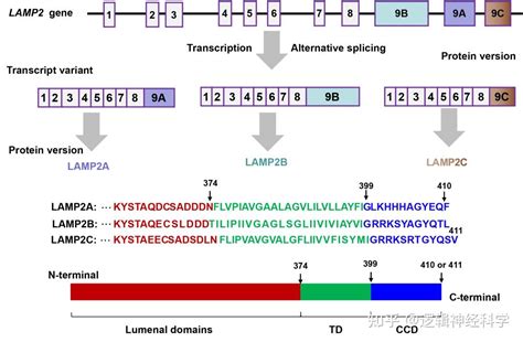 Autophagy 综述︱山东大学齐鲁医院陈文强 吕慧霞 张猛团队评述lamp2a、lamp2b和lamp2c在疾病中的作用 知乎