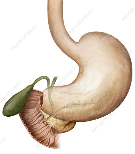 Cross Section Of Duodenum Illustration Stock Image C0391947