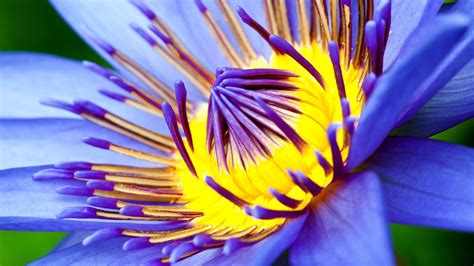 Les Fleurs Us At Ted William Blog
