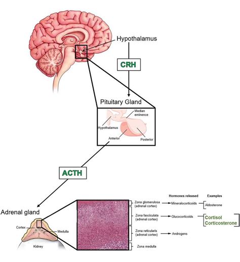 Schematic Representation Of Hypothalamus Pituitaryadrenal Hpa Axis My Xxx Hot Girl