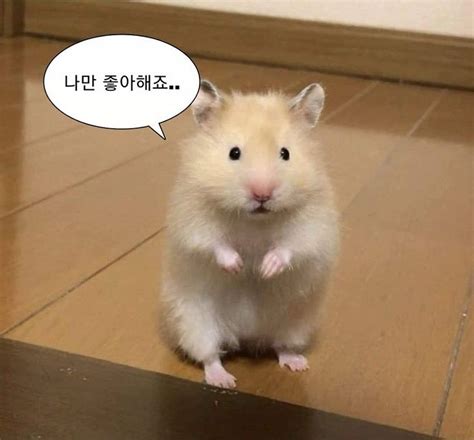 외사랑 관련 밈 ⠀ 응애 외사랑 감성 사랑 연애 외사랑관련밈 Instagram