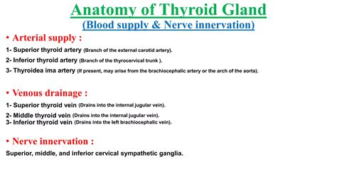 Anatomy Anatomy Of Thyroid Gland Pdf