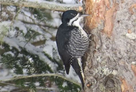 8 Fascinating Woodpeckers In Ohio With Photos Sounds And Id Tips
