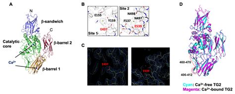 Three Dimensional Structure Of Human Transglutaminase 2 Tg2 With Download Scientific Diagram
