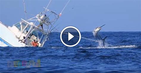What Do You Do When Your Boat Sinks After Hooking A Massive Black Marlin Getzone