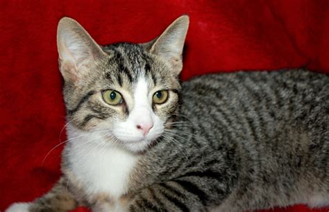 About This Cat Grasshopper Adopted The Feline Connection