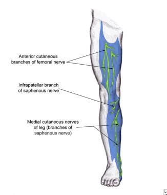 Popliteal Nerve Block Distribution