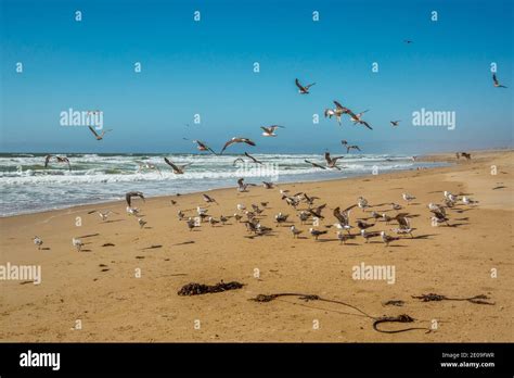 Flock Of Birds On The Beach Great Colony Of Seagulls Gudalupe Dunes