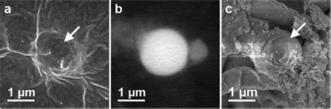 Morphologies Of Csp 2 Before And After Heating Se A And Bse B Download Scientific Diagram