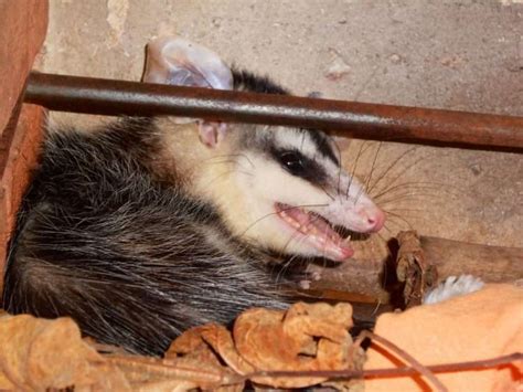 Opossum Teeth Facts Outdoor Pests