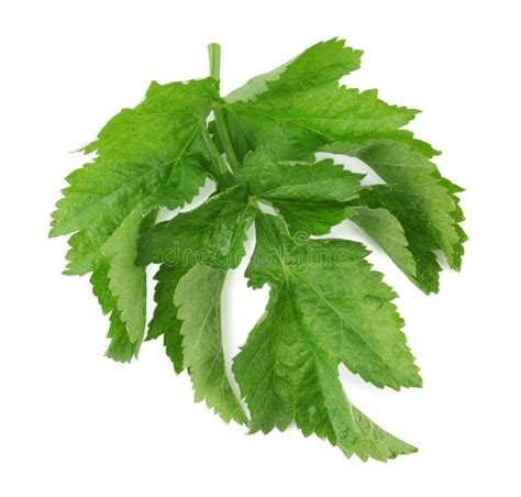 Tasty Fresh Green Parsnip Leaves Isolated On White Stock Image Image Of Product Plant 260178393