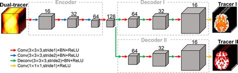 The Architecture Of Multi Task Cnn The Dual Tracer Dynamic Sinogram Is