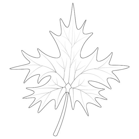 Premium Vector Maple Leaf Part Of The Tree With Veins Sketch Cthe
