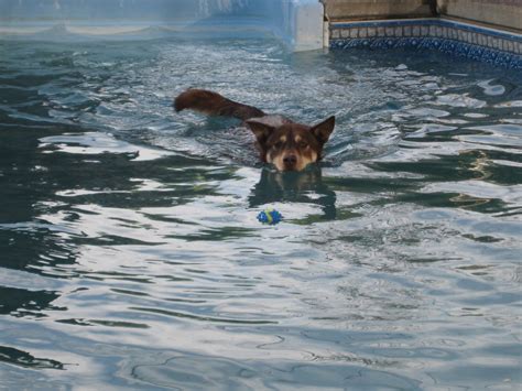 Coffee With A Canine Cassi Olson And Ziggy And Bowie