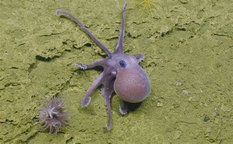 The Deep Sea Octopus Graneledone Boreopacifica Is Rhamphotheca