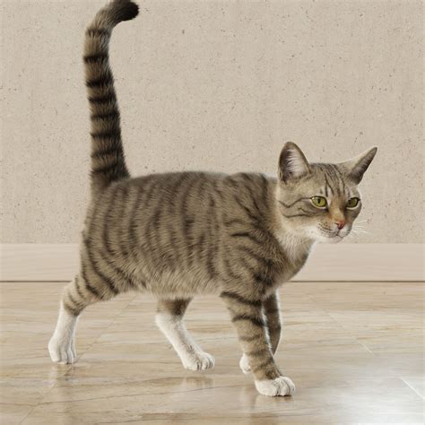 Cat Gray Tabby Rigged Animated 3d Model Animated Rigged Cgtrader