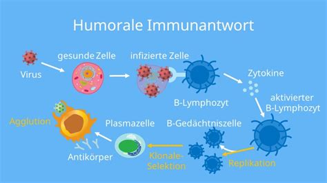 Spezifische Immunabwehr • Erklärung Ablauf · Mit Video