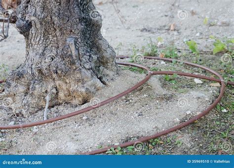 Drip Irrigation Stock Photo Image Of Blueberry Nature 35969510