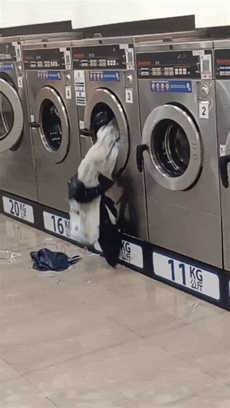 Couple Puts Playpen Into Washing Machine At Sembawang Laundromat It