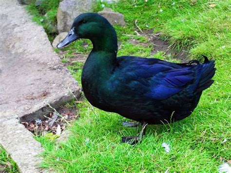 All About The Cayuga Duck Flockjourney