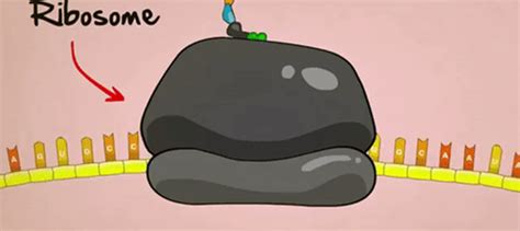 William Faller Group Rna Translation In Epithelium Netherlands