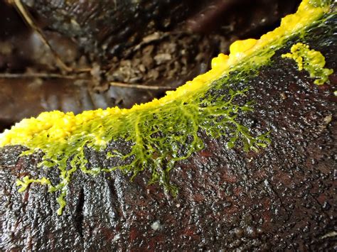 Slime Mold Amoeba Eating Wild Wood Rotting Fungus