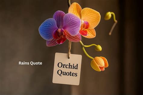 Orchid Quotes Lotus Flower Meaning Symbolism And Inspirational