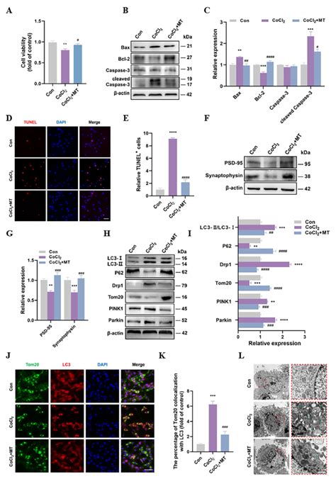 Mt Protected Neuronal Synaptic Plasticity And Downregulated Mitophagy Download Scientific
